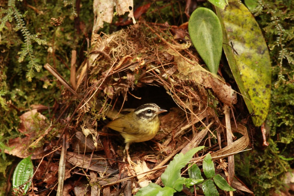 GALLERIES – Animal Functional Ecology & Conservation