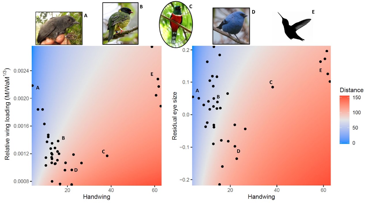 Animal Functional Ecology & Conservation