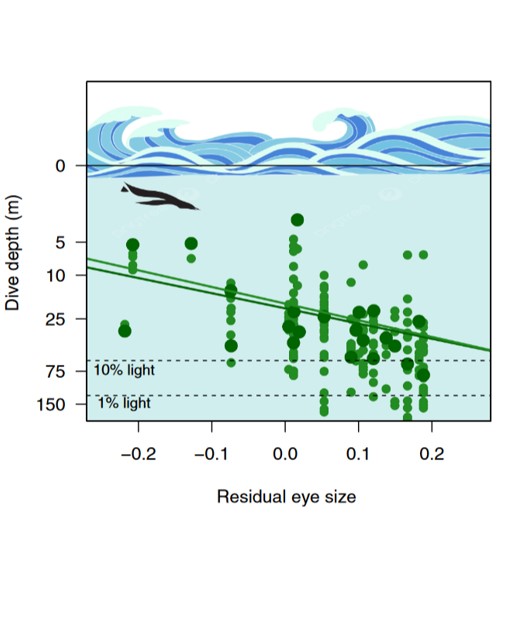 RESEARCH – Animal Functional Ecology & Conservation