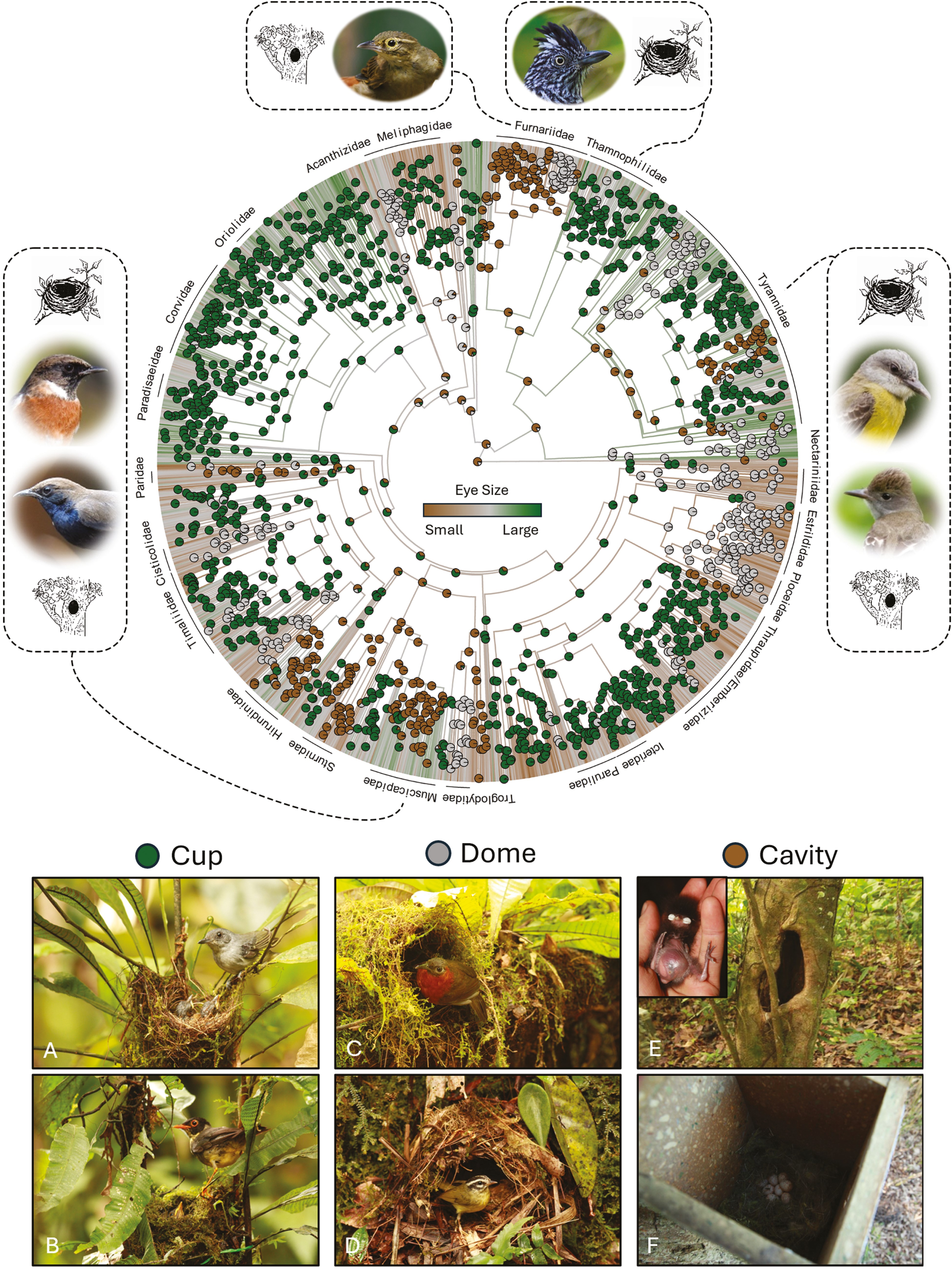 Animal Functional Ecology & Conservation